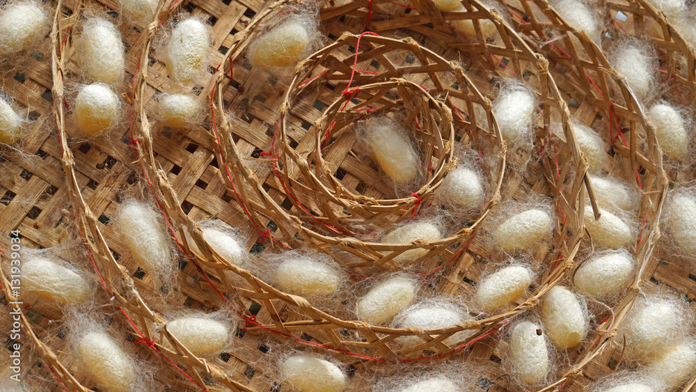 silkworm cocoon that have pupae inside and be covered with silk on ...