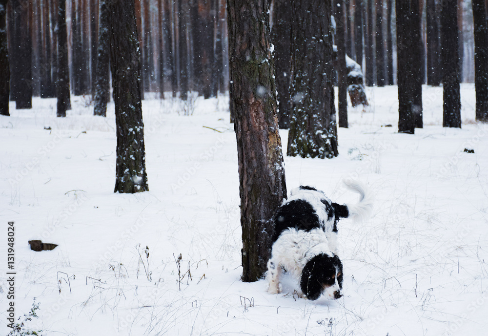 Dog peeing on the snow Stock Photo | Adobe Stock