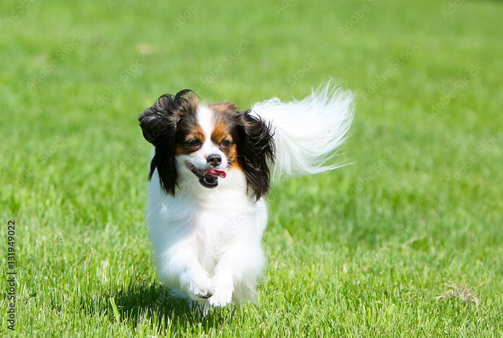 White fluffy dog runs on a green grass. Phalen is walking on the street ...
