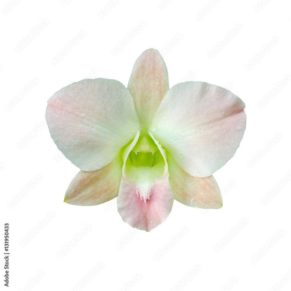 Single orchid flower isolated on white background with clipping path ...