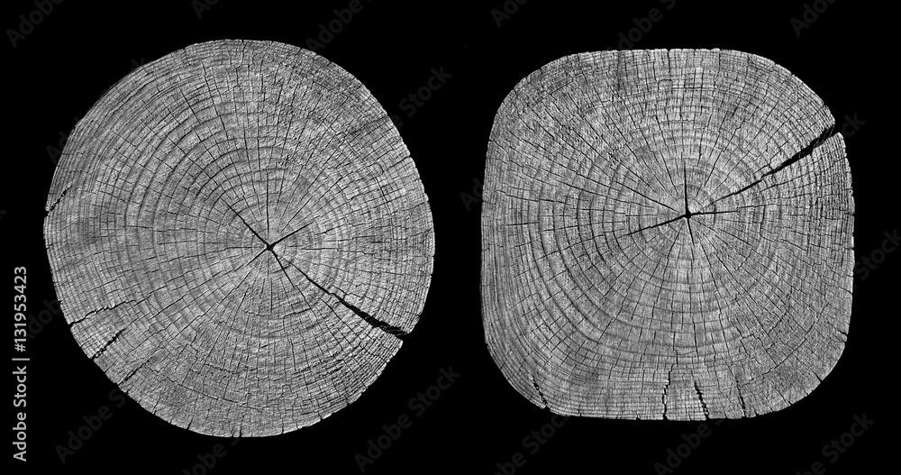 Cross section of tree trunk showing growth rings on black background ...