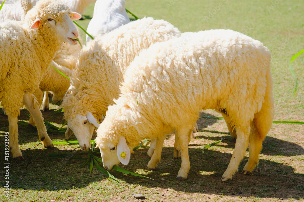 Sheep in nature on FARM outdoor, Spring Lambs Stock Photo | Adobe Stock