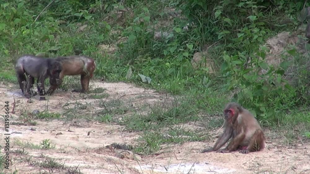 Stumptail Monkeys (Rare Footage). A troop of highly endangered ...