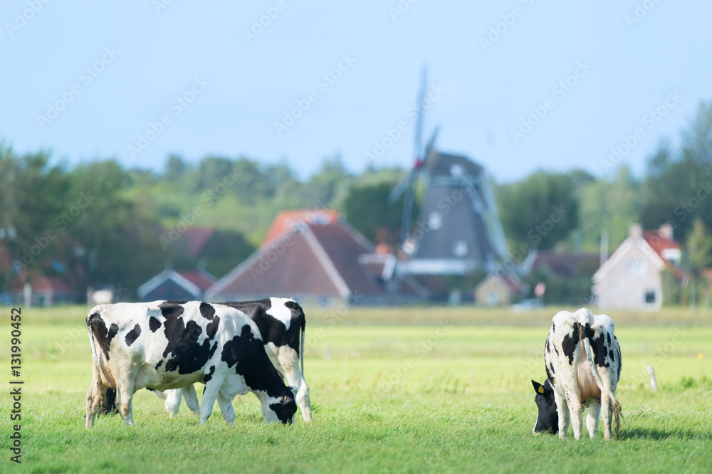 Cows in Dutch landscape in Holland Stock Photo | Adobe Stock