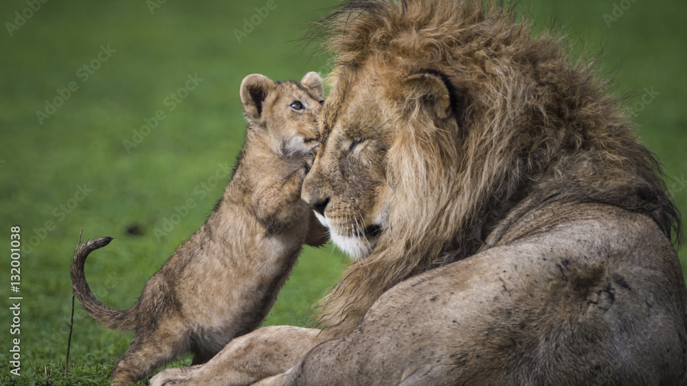 Male lion and cub Stock Photo | Adobe Stock