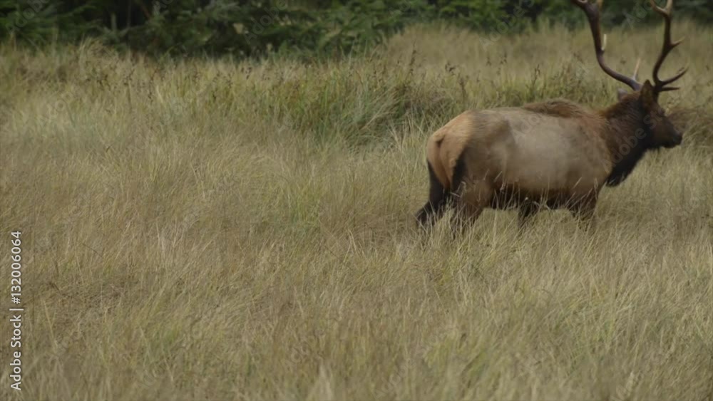 Roosevelt Bull Elk Cervus canadensis roosevelti Prairie Creek Redwoods ...