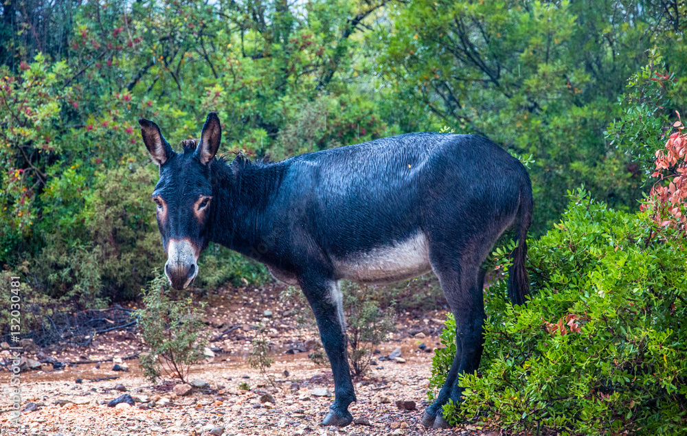 Foto Stock Donkey in the rain | Adobe Stock