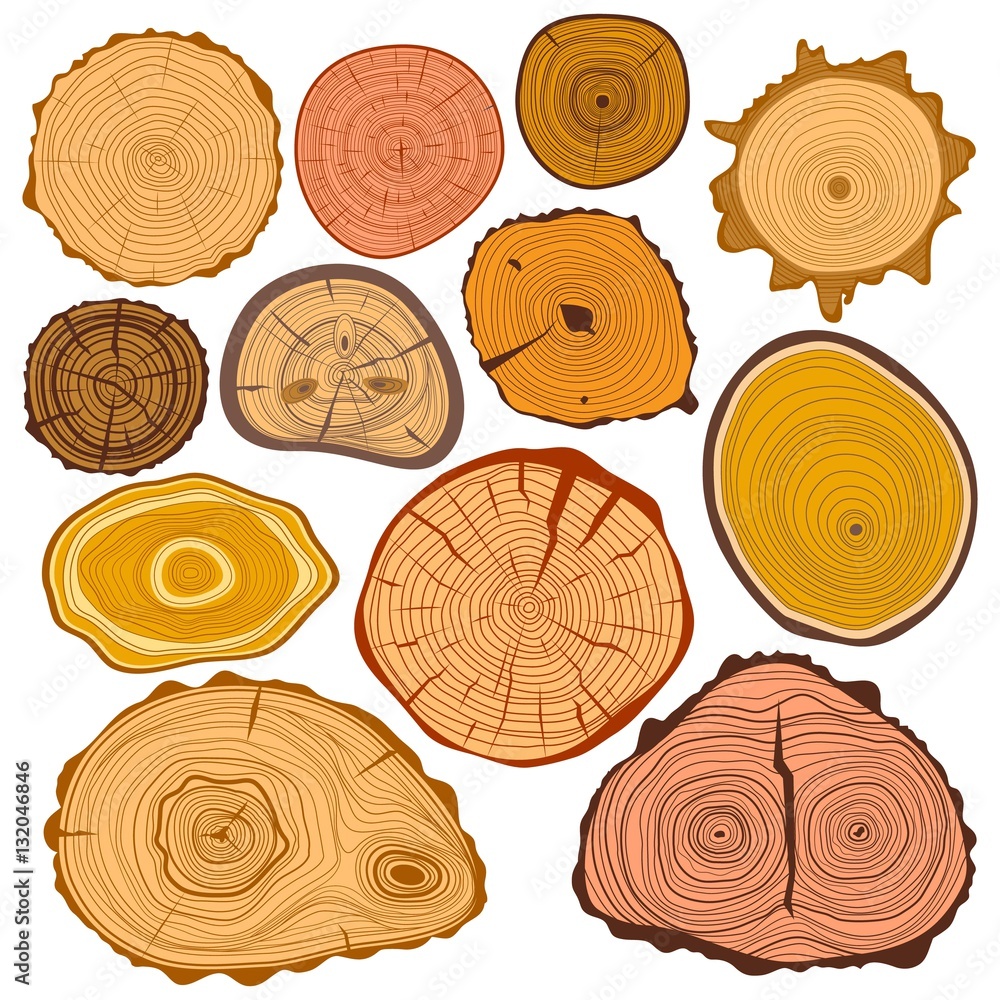 Tree wood slices vector set Stock Vector | Adobe Stock