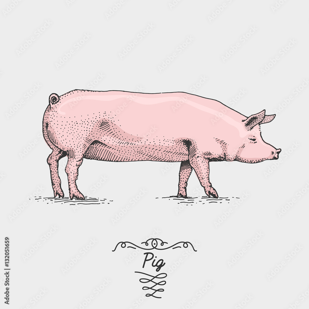 pig engraved, hand drawn vector illustration in woodcut scratchboard ...