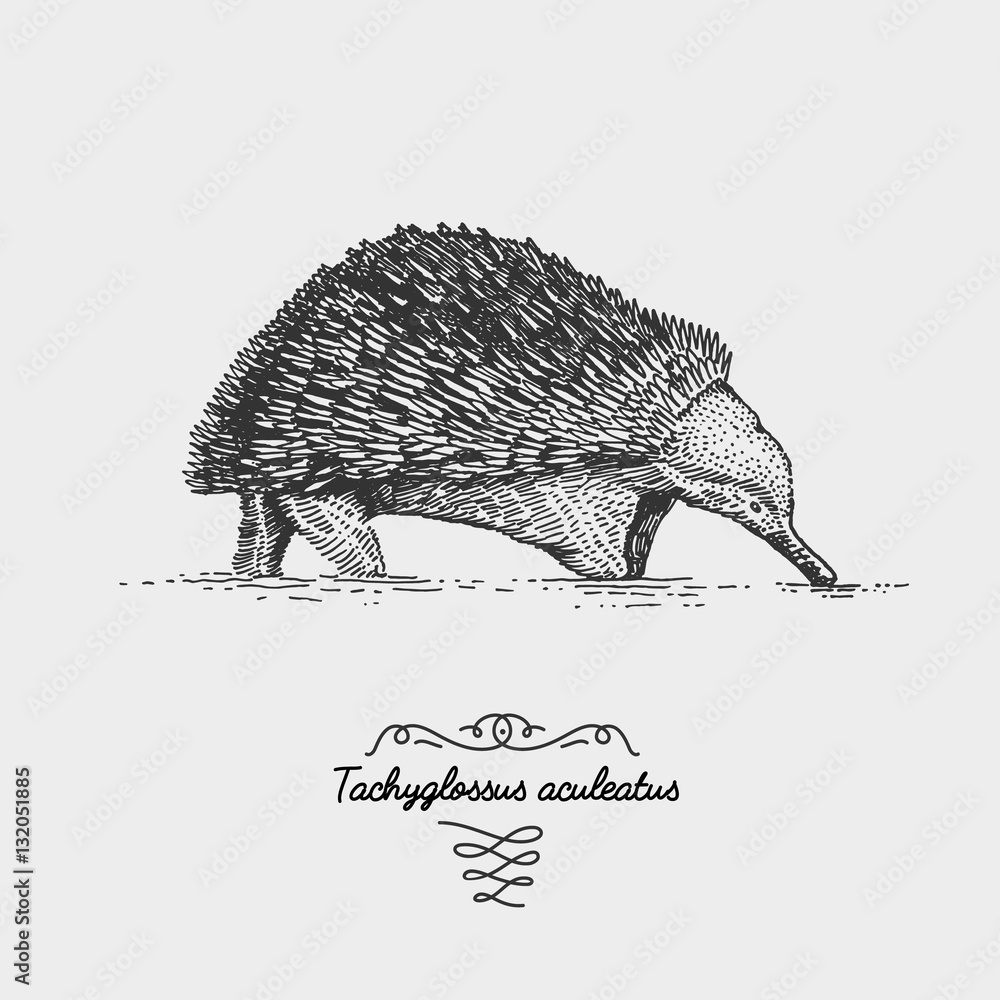 Echidna Tachyglossus aculeatus engraved, hand drawn vector illustration ...