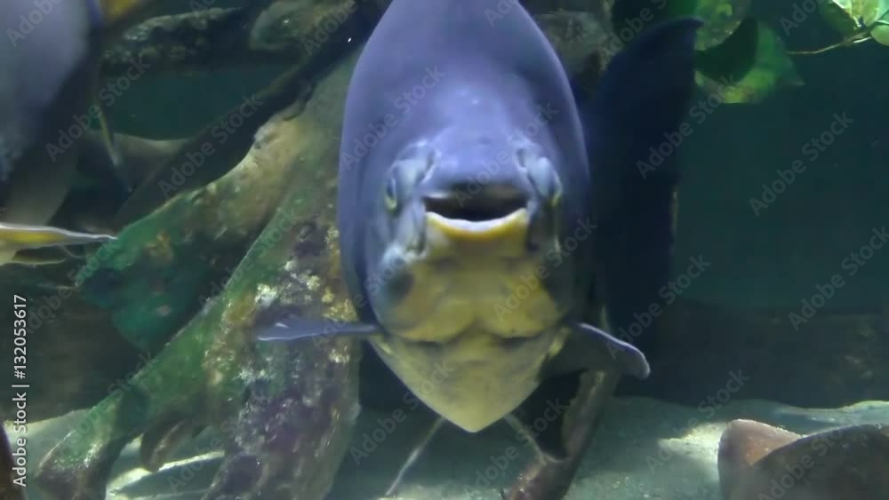 Close up of head of a big South American fresh water fish pacu ...