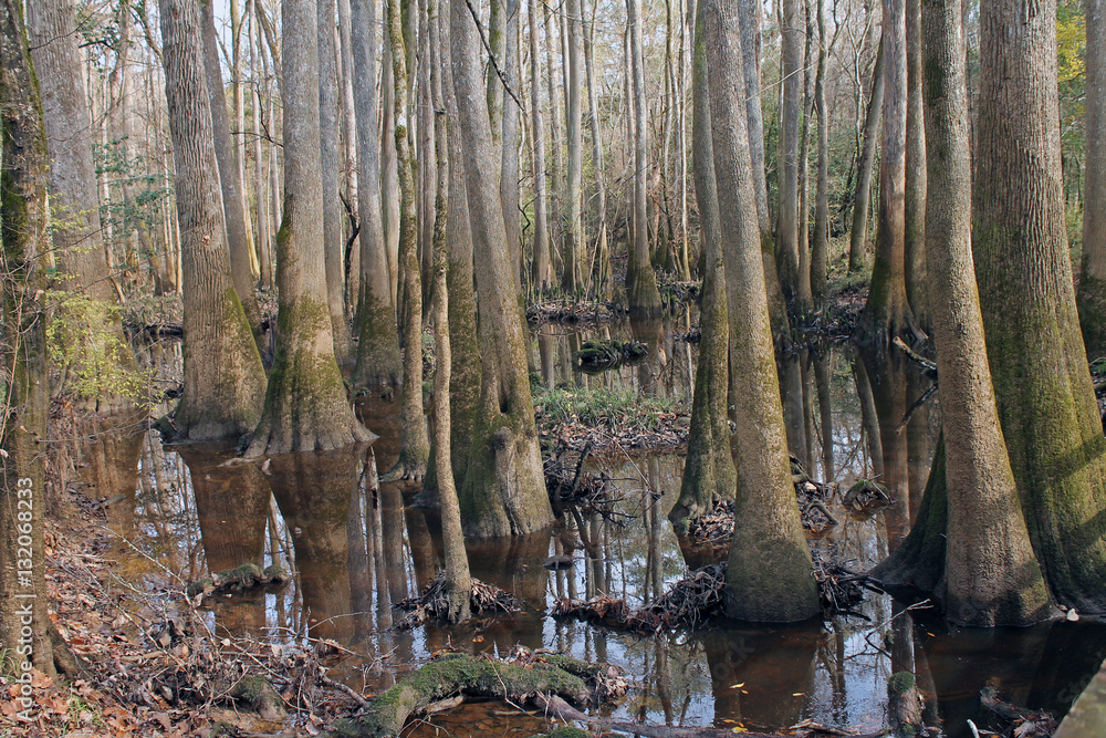 Bald cypress trees in the flooded forest of Congaree National Park ...