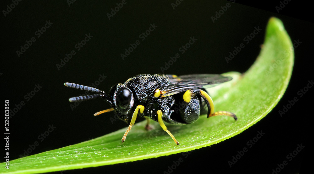 Bee/Yellow-legged Chalcid/Bee on Leaves/Bee Beautiful Stock Photo ...