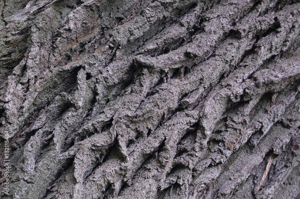 Tree cortex, wood bark Stock Photo | Adobe Stock