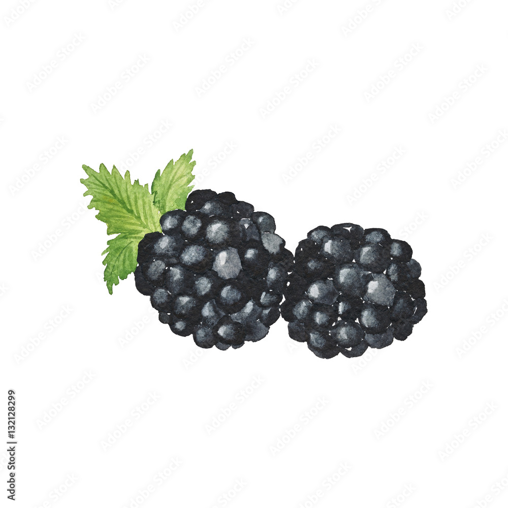 Watercolor Blackberry Hand-Painted Isolated Stock Illustration | Adobe ...
