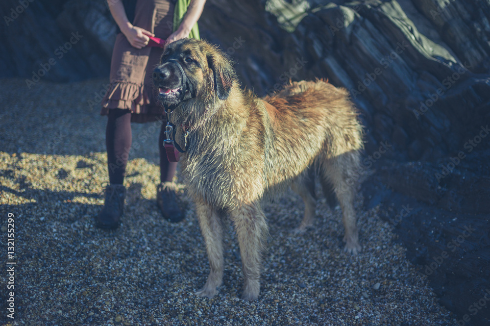 Leonberger Dog Giant