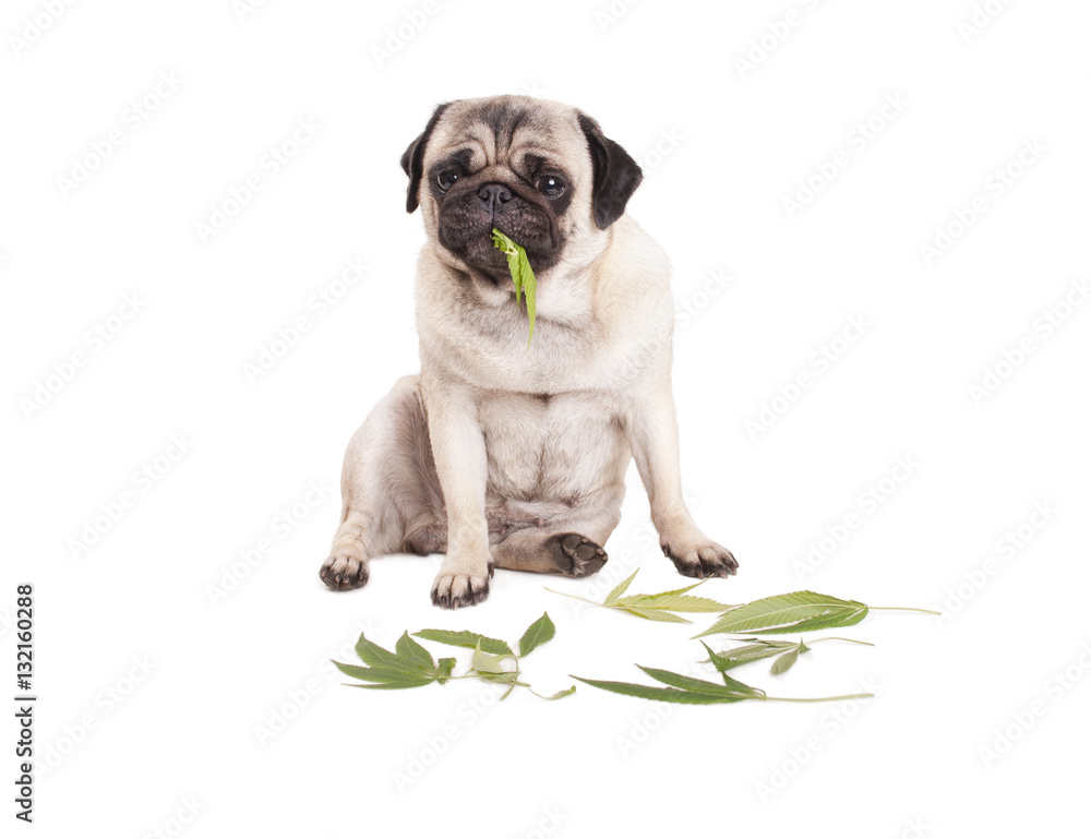 Dog Eating Pot