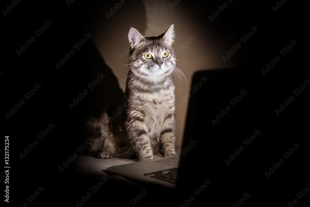 Cute funny cat with laptop on sofa at home Stock Photo | Adobe Stock