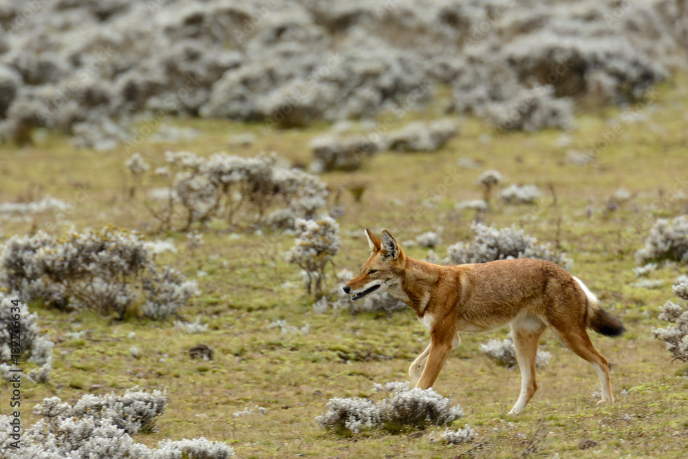 Ethiopian wolf (Canis simensis) also know as Abyssinian wolf, Simien wolf, Simien jackal ...