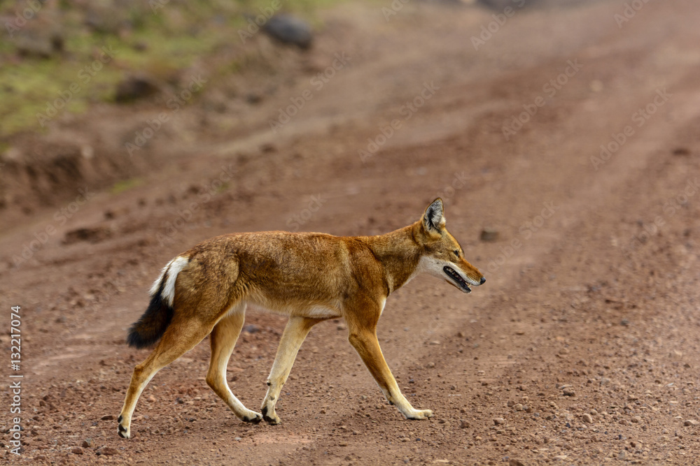 Ethiopian wolf (Canis simensis) also know as Abyssinian wolf, Simien wolf, Simien jackal ...