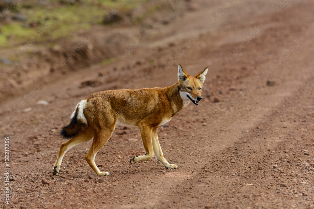 Ethiopian wolf (Canis simensis) also know as Abyssinian wolf, Simien ...