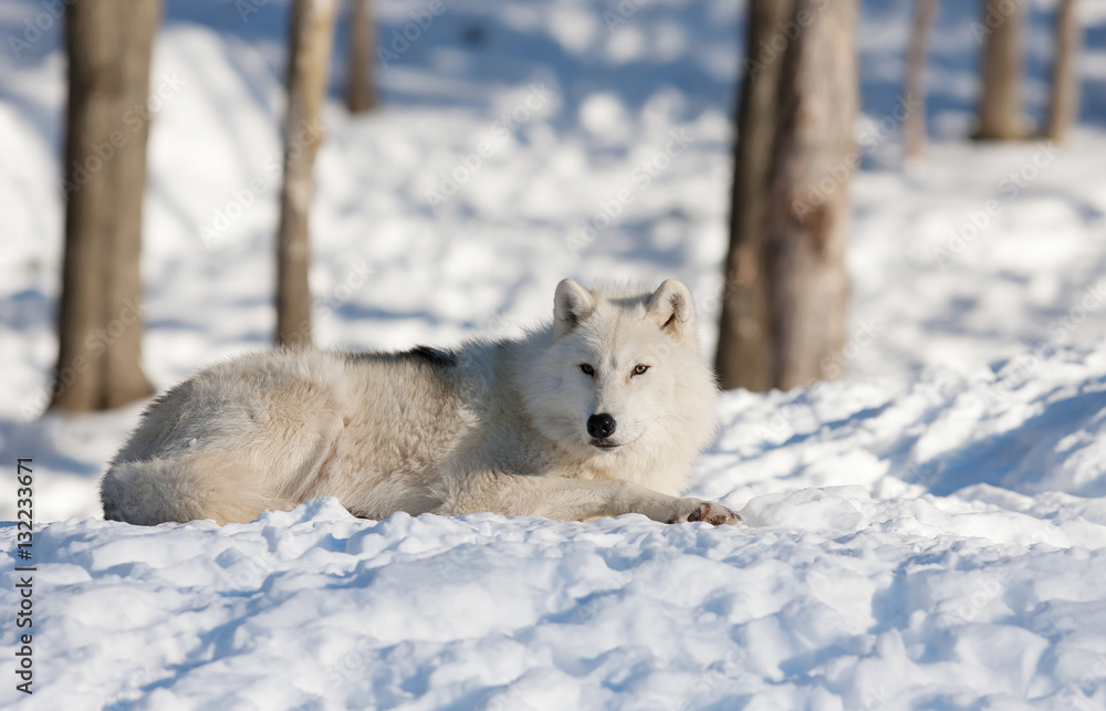 Wolf Lying Down In Snow Shame': Sweden To Start New Year With
