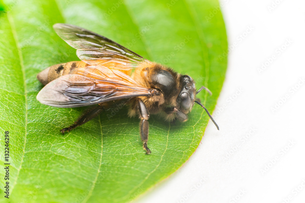 Stingless Male drone Giant Honey Bee, (Apis dorsata), with 3 ocellis on ...