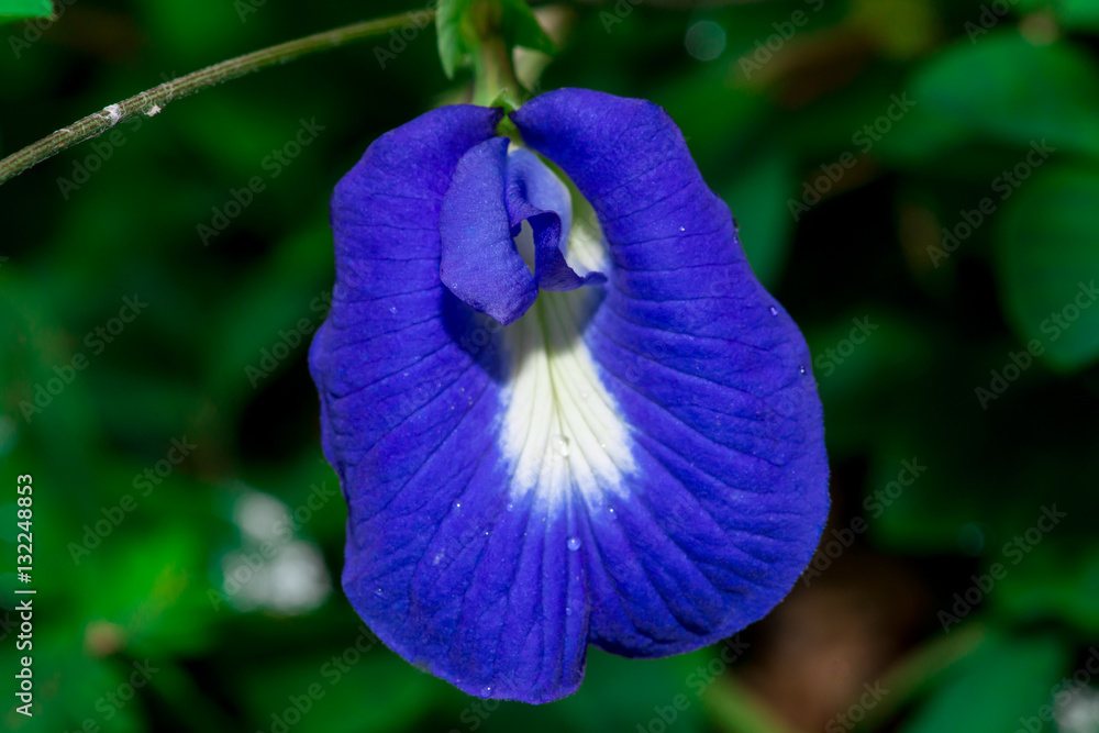 Blue pea flower or also known as Bunga Telang in malay (Clitoria ...