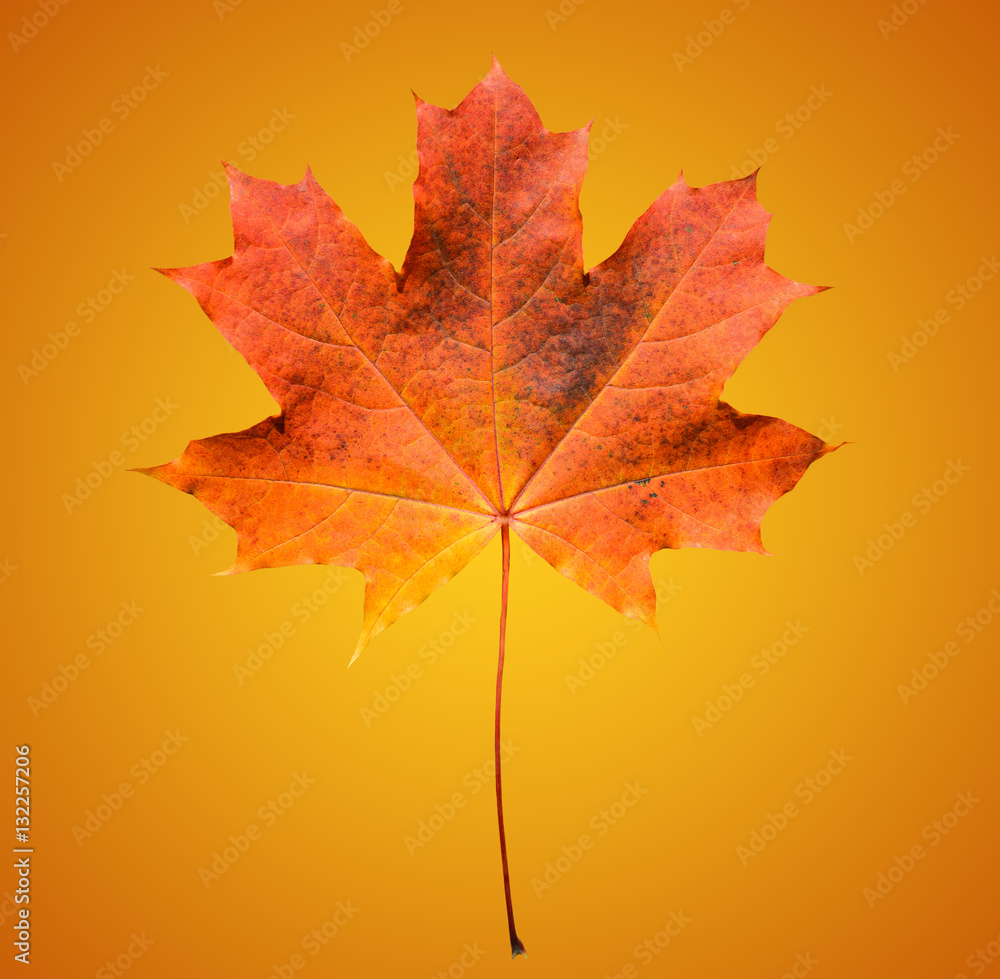 Golden orange and red maple leaf isolated on soft orange background ...
