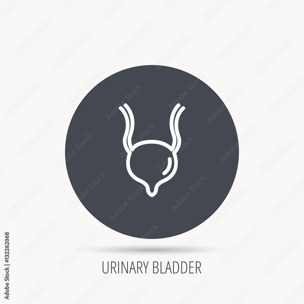 Urinary bladder icon. Human body organ sign. Urology health symbol ...