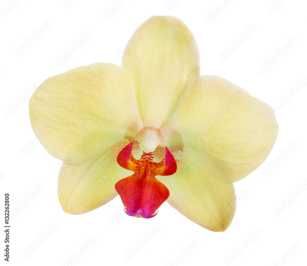 gold colored single orchid flower Stock-Foto | Adobe Stock