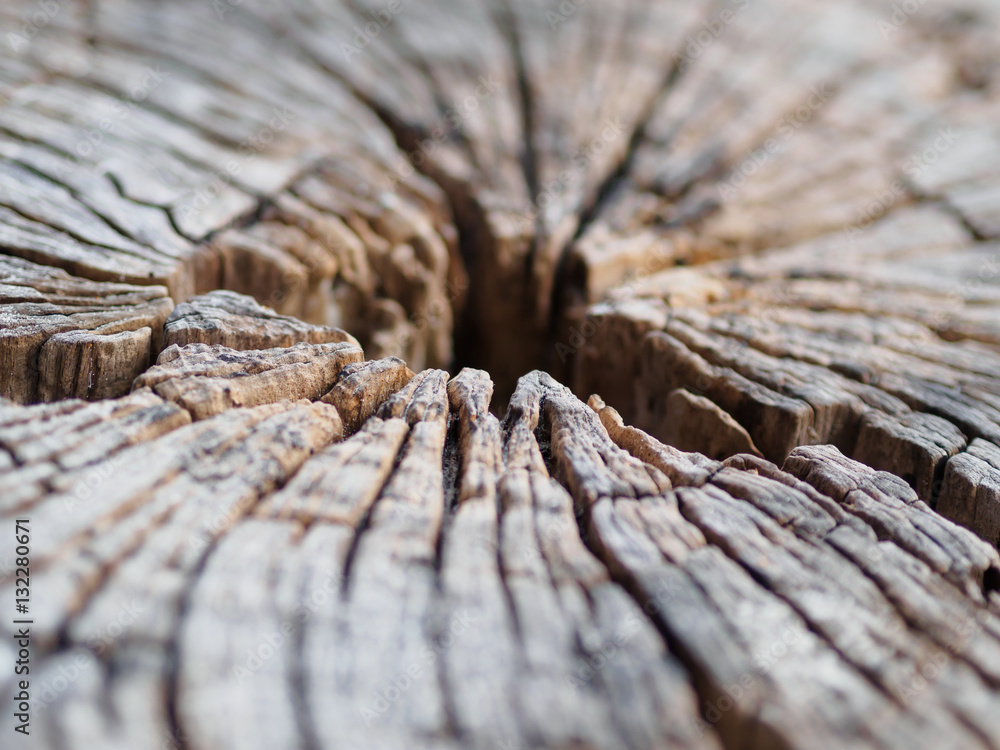 black and white of Old tree stump texture background, closeup and focus ...
