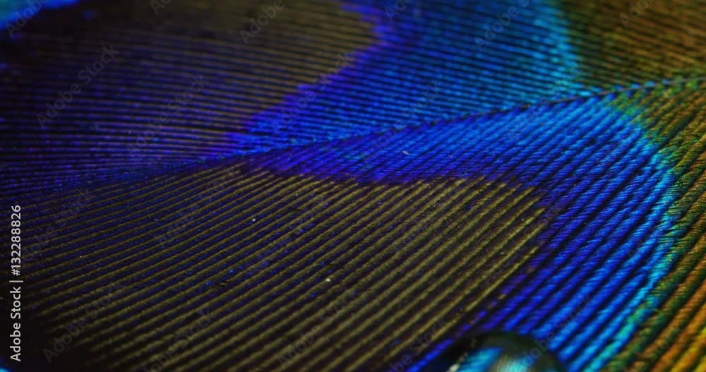 close up or macro of a colorful peacock feather with a drop resting on ...