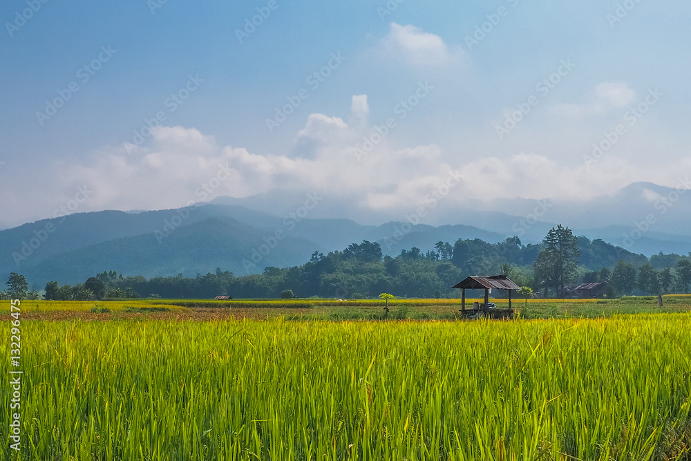 green and golden natural paddy rice field and farm prepared to harvest ...