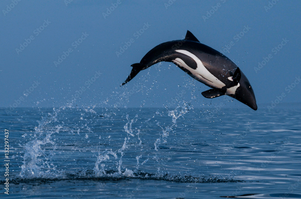 Heaviside's dolphin breaching Stock Photo | Adobe Stock
