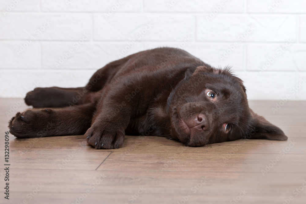 Tired Lab Puppy
