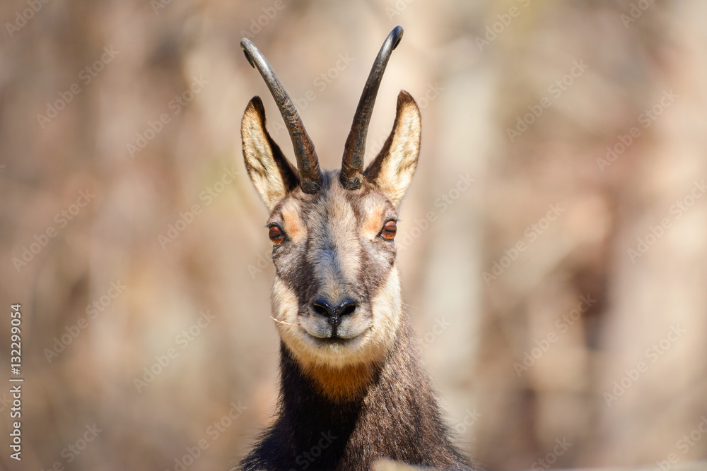 Alpine chamois in Gran Paradiso National Park, Italy Stock Photo ...