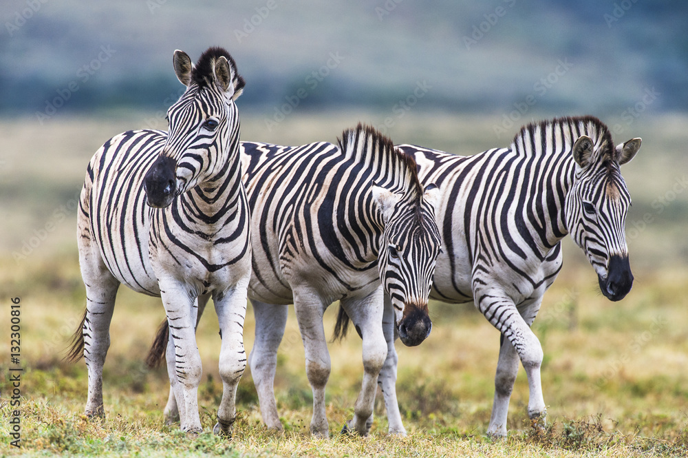 Burchells Zebra stallions walking together in a group Stock Photo ...