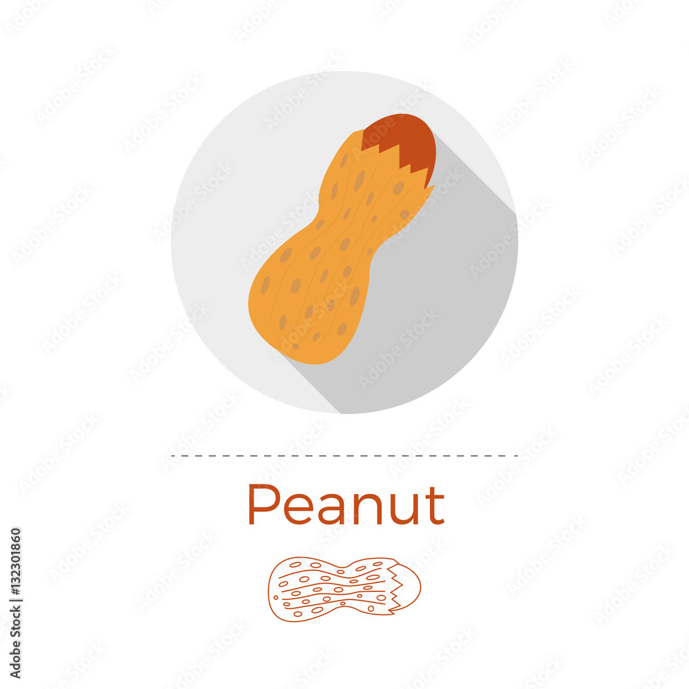 Peanut vector illustration Stock Vector | Adobe Stock