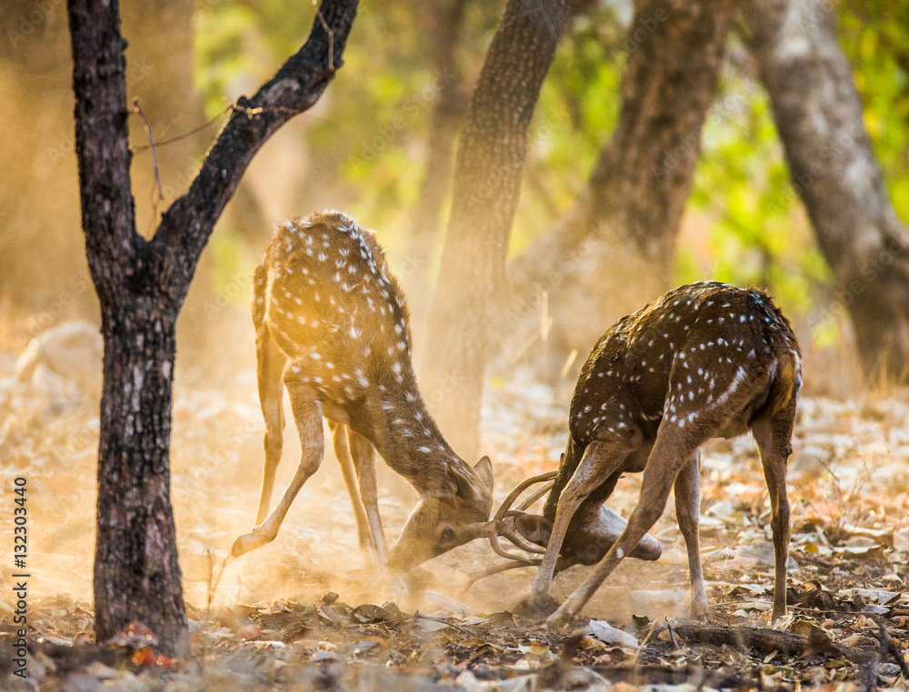 Two deer fighting each other in the mating season in the wild. India ...