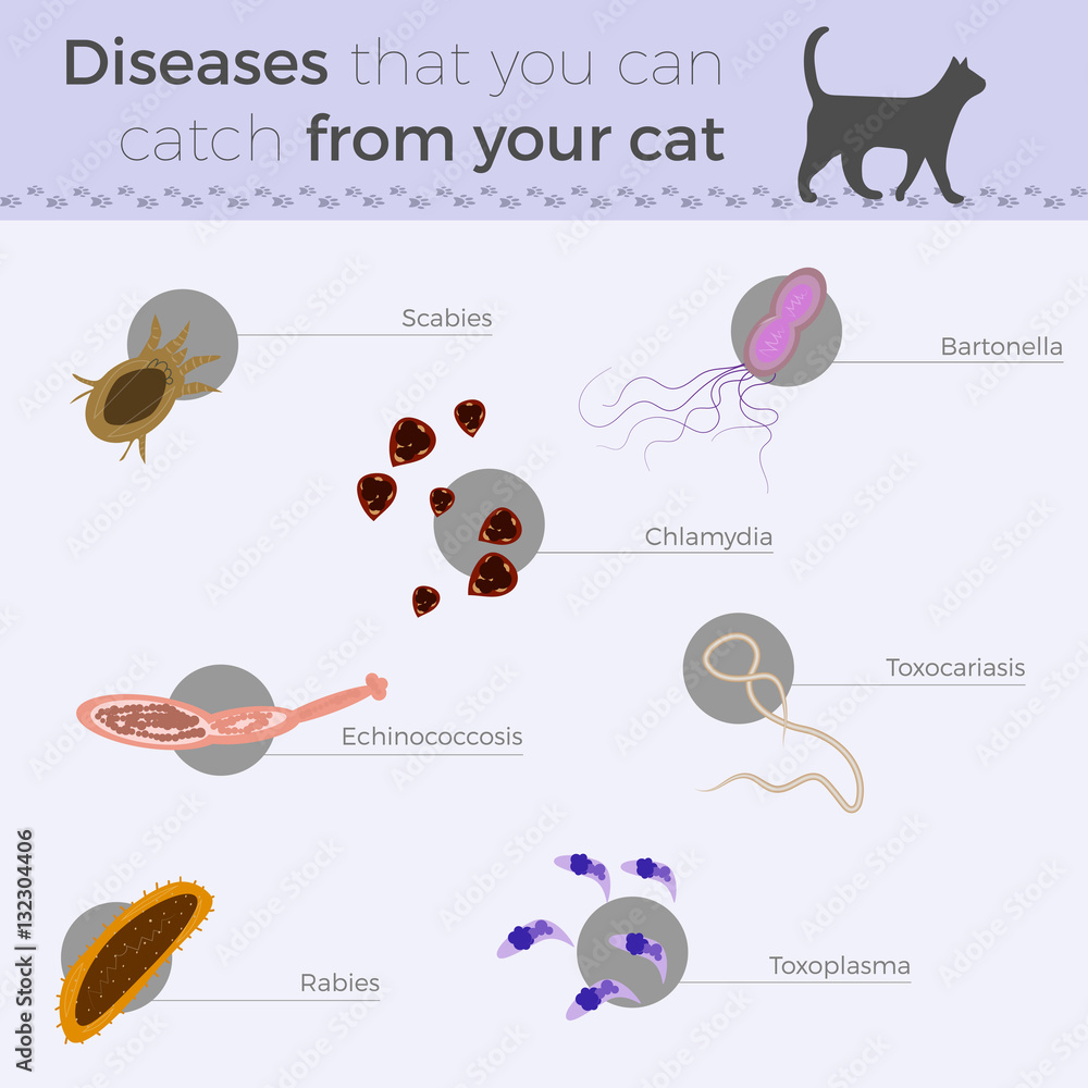 Short infographics that show diseases that can be cathched by human ...