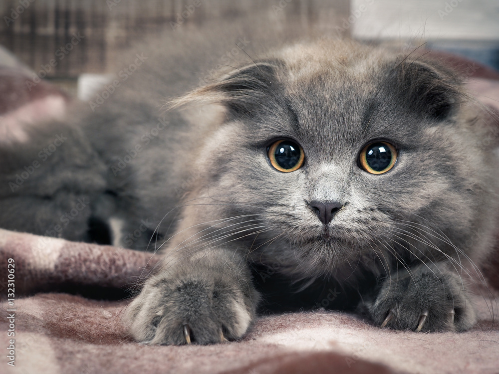 Grey kitten with sharp claws, a round yellow eyes and tufts on the ears ...
