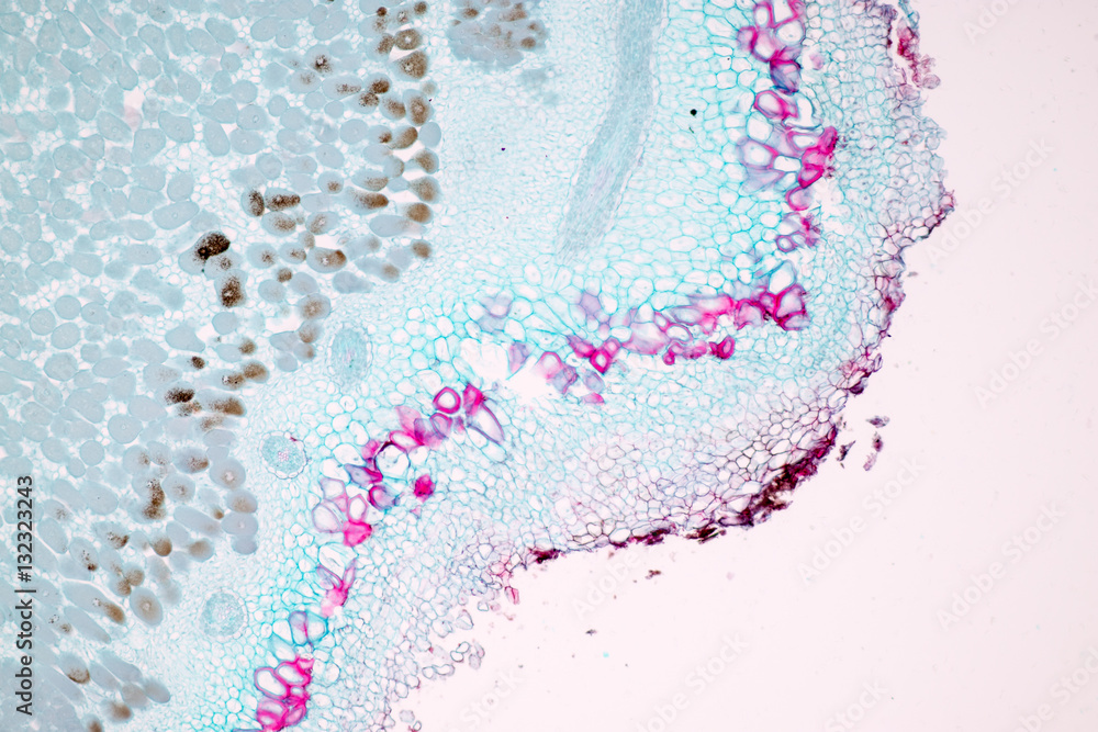 Mycorrhiza and Nitrifying bacteria on the slide under microscope view ...