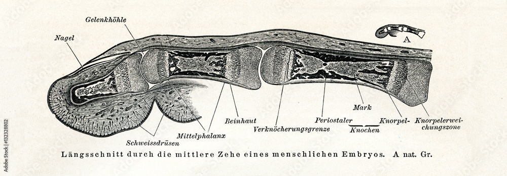 Middle finger of human embryo - longitudinal section (from Meyers ...