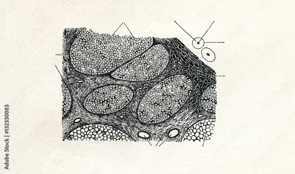 Cross-section of nerve (from Meyers Lexikon, 1895, 7/508/509) Stock ...