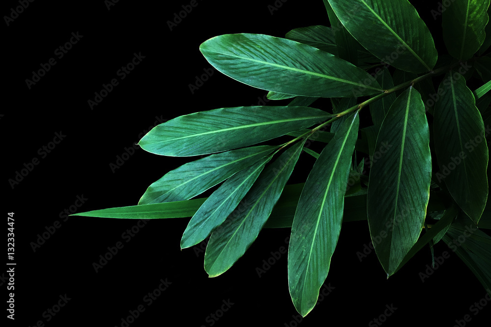 Green leaves of red ginger (Alpinia purpurata), tropical forest Stock ...