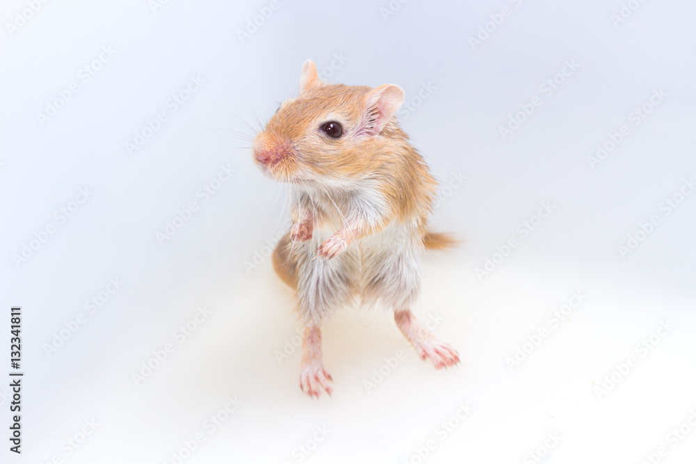 Mongolian gerbil, Desert Rat Stock Photo | Adobe Stock