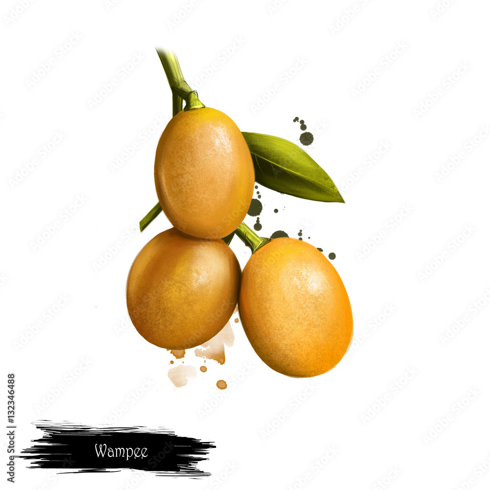 Wampee fruit isolated on white. Digital art watercolor illustration ...