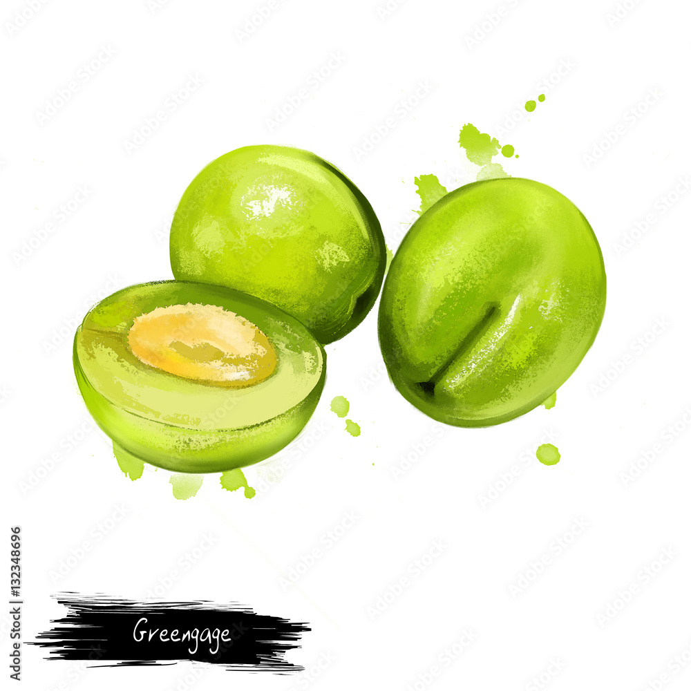 Greengage fruit isolated on white. Digital art watercolor illustration ...