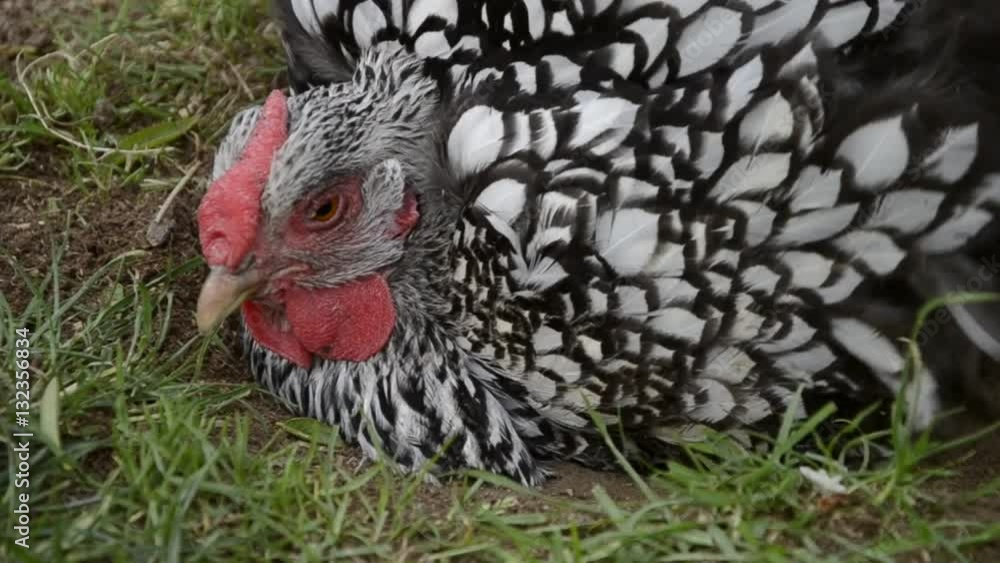 Hens feed on the traditional rural barnyard. Close up of chicken ...